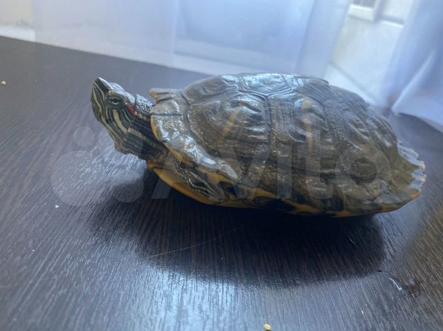 Черепаха с черепашником