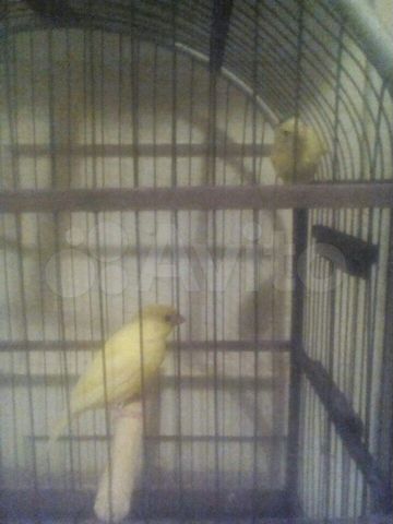 Канарейки самки