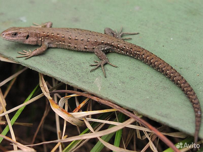 Ящерица обыкновенная