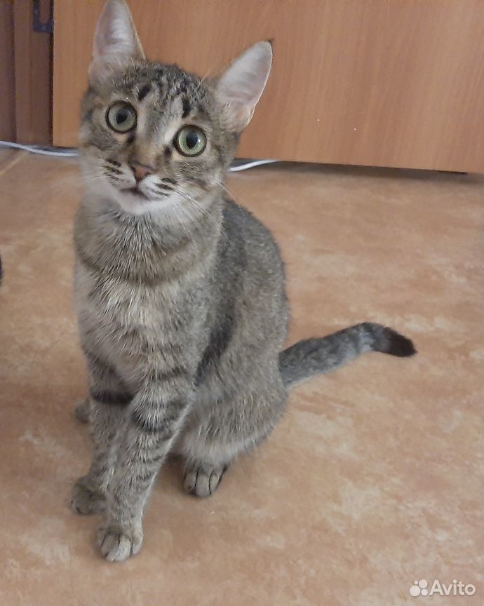 Отдам молодую стерилизованную кошечку