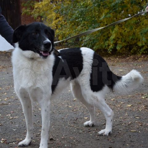 Красавица Ирма ищет Дом