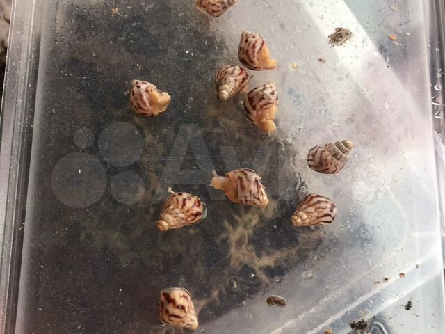 Улитки лиммоколярии