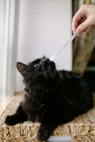 Плюшевое чудо