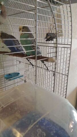 Обмен попугая