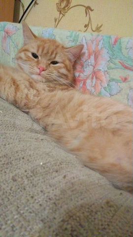 Котенок в добрые руки