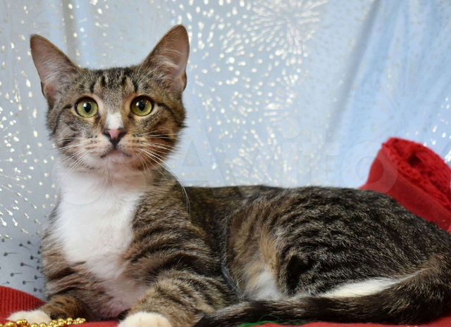 Платоша в поисках любящих мам и пап