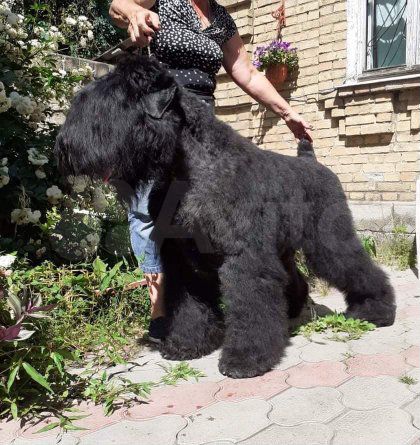 Кобель для вязки