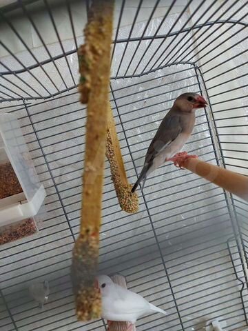 Птенец рисовой амадины