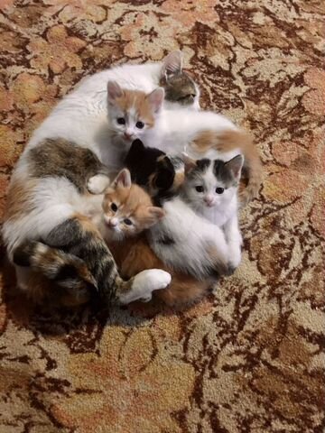 Котята в добрые руки бесплатно