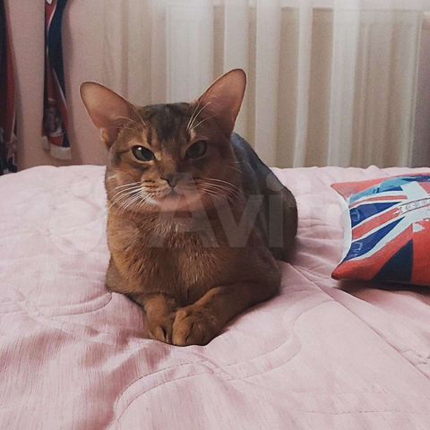 Абиссинский кот
