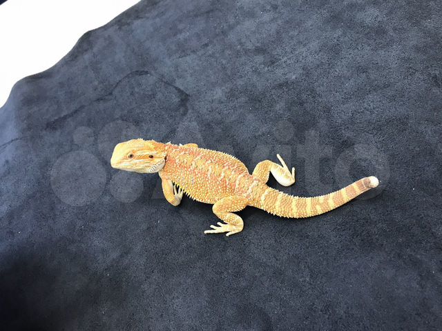 Бородатая агама для вязки