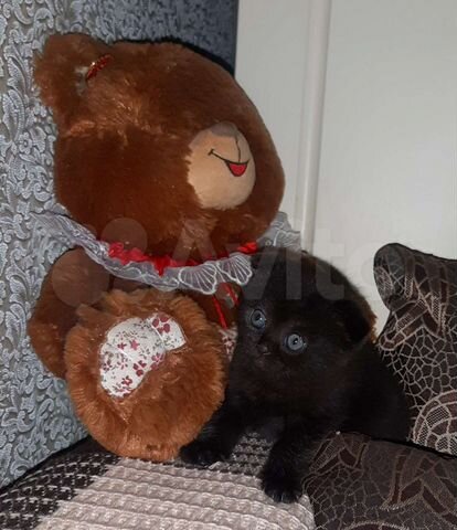Котятки