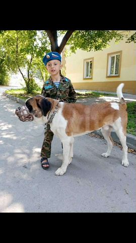 Собака в добрые руки