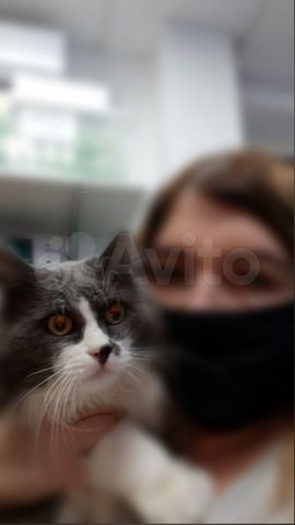 Котик ищет дом