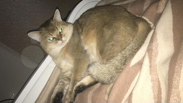 Вязка - золотой шиншилла британец