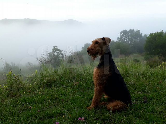 Вязка эрдельтерьера