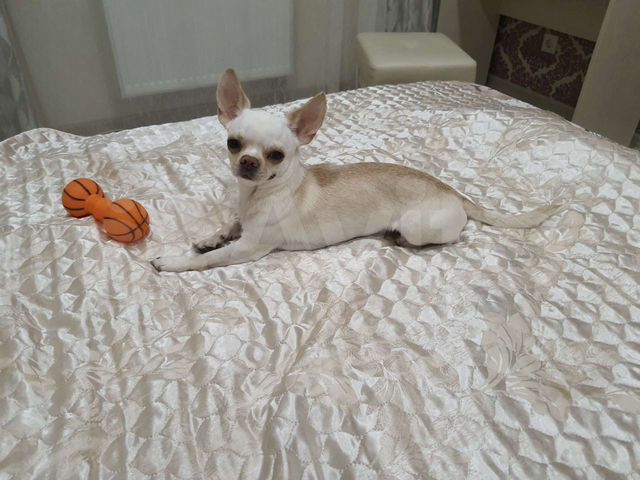 Вязка кобель чихуахуа