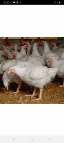 Куры броллеры Роосс 308