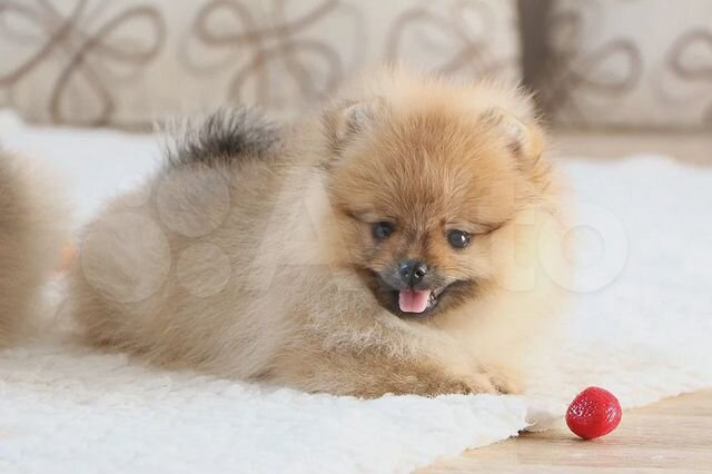 Взрослая мини девочка кремовая