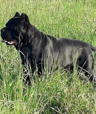 Щенки кане Корсо