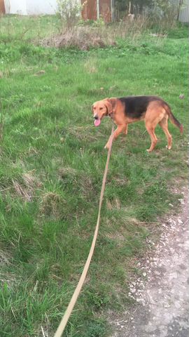 Собака вязка. Кобель. Русская гончая