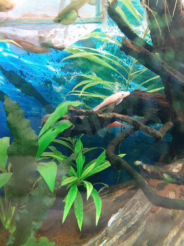 Номерные сомики l 144 snow-white