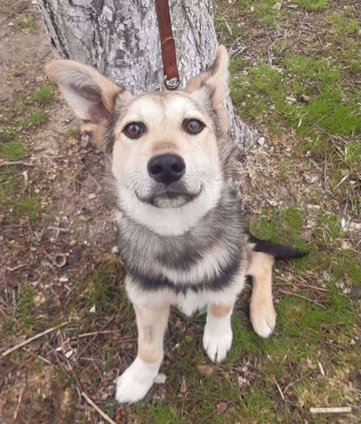 Щенки бесплатно