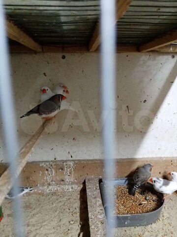 Волнистый попугай