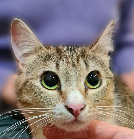 Серо-полосатый (котенок) девочка Ника