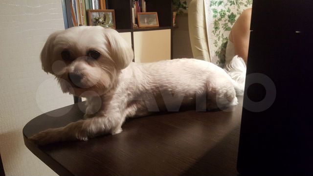 Вязка мальтезе