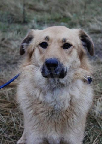 Лиза ищет дом