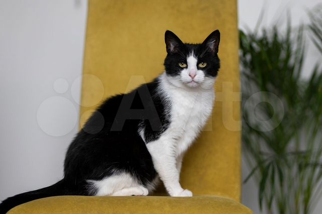 Кошка-ласкушка в добрые руки