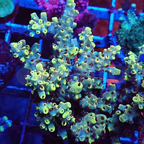 Кораллы для морского аквариума