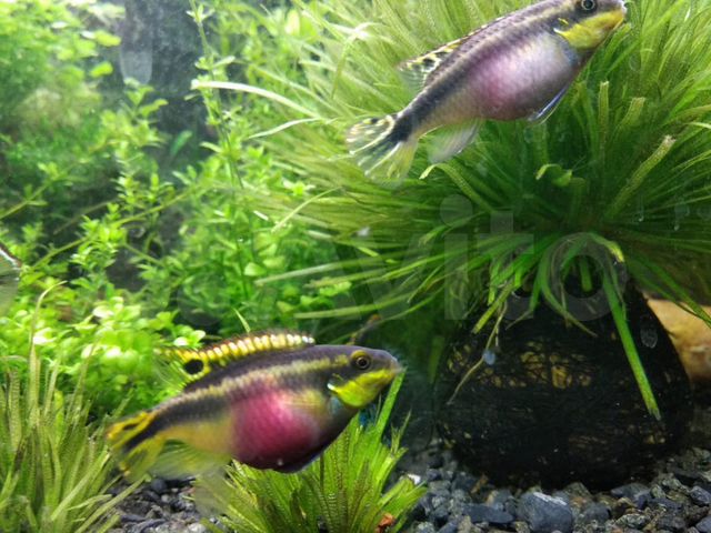 Аквариумные рыбки Пульвикохромис Пульхера,попугайч
