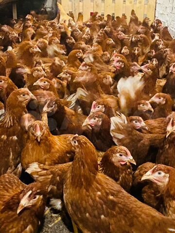 Куры молодки