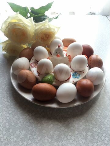 Инкубационное яйцо Леггорн белый и серебристый