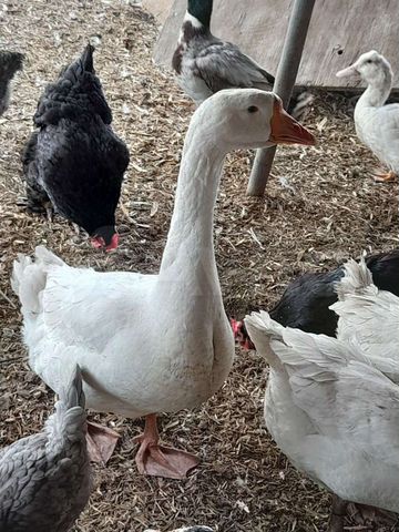 Гусь линдовский