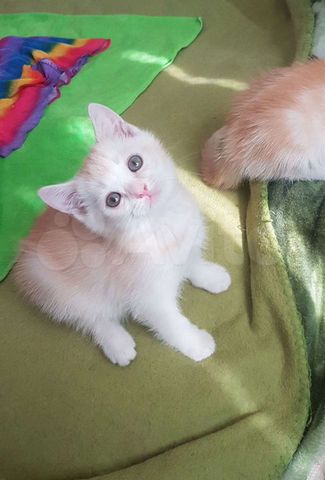 Британец 2 мес плюшевое солнышко