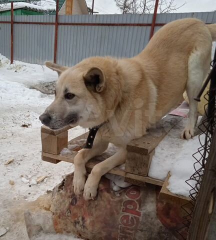 Собака в добрые руки