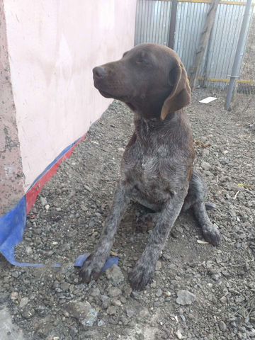 Щенки курцхаара