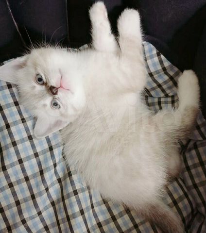 Тайский котеночек