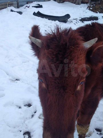 Продам телку 1,5 года