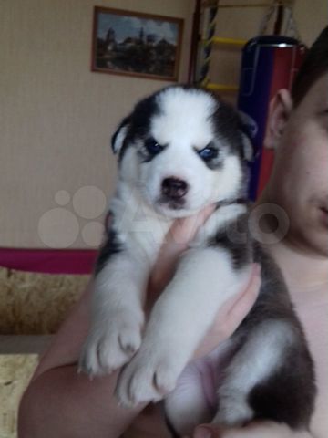 Соб