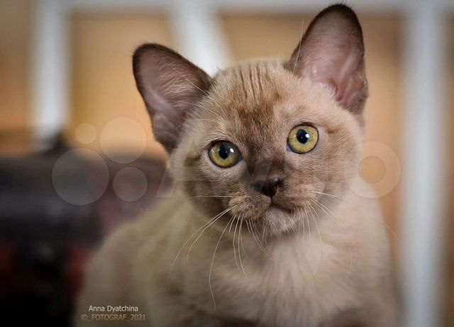 Бурманские шоколадики