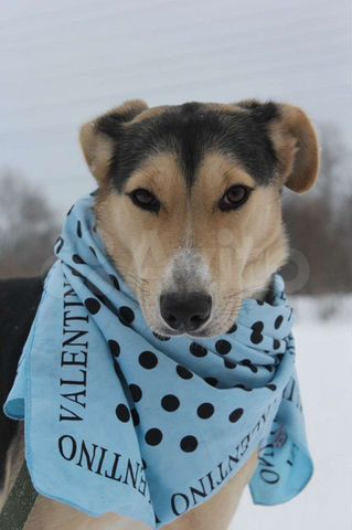 Скромная Эмма в приюте