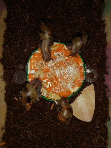 Улитки ахатины