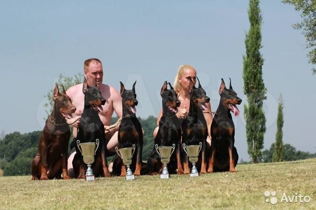 Элитные щенки добермана