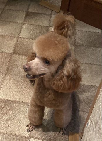 Карликовый пудель