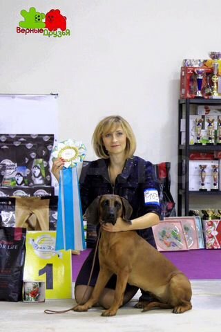 Собака с большими ушами и красивыми глазами в дар