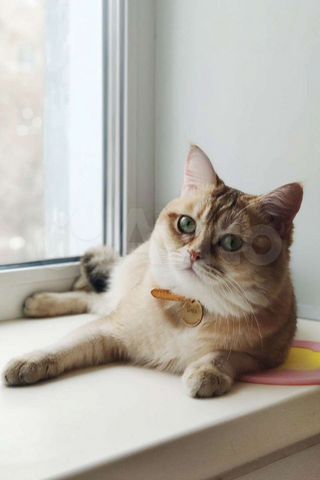 Кот на вязку